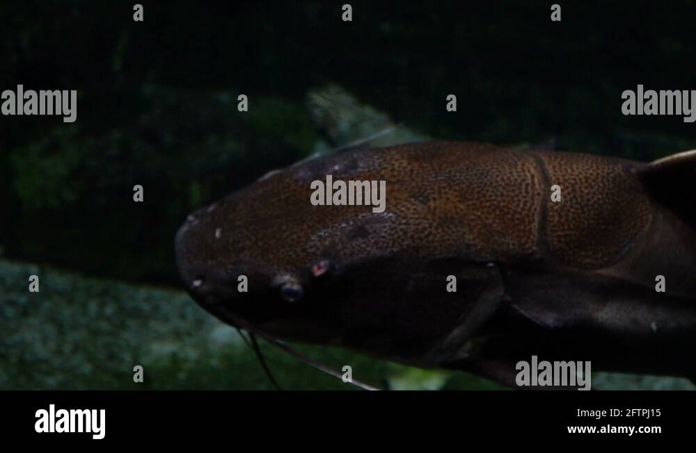 Catfish image Stock Videos & Footage - HD and 4K Video Clips - Alamy