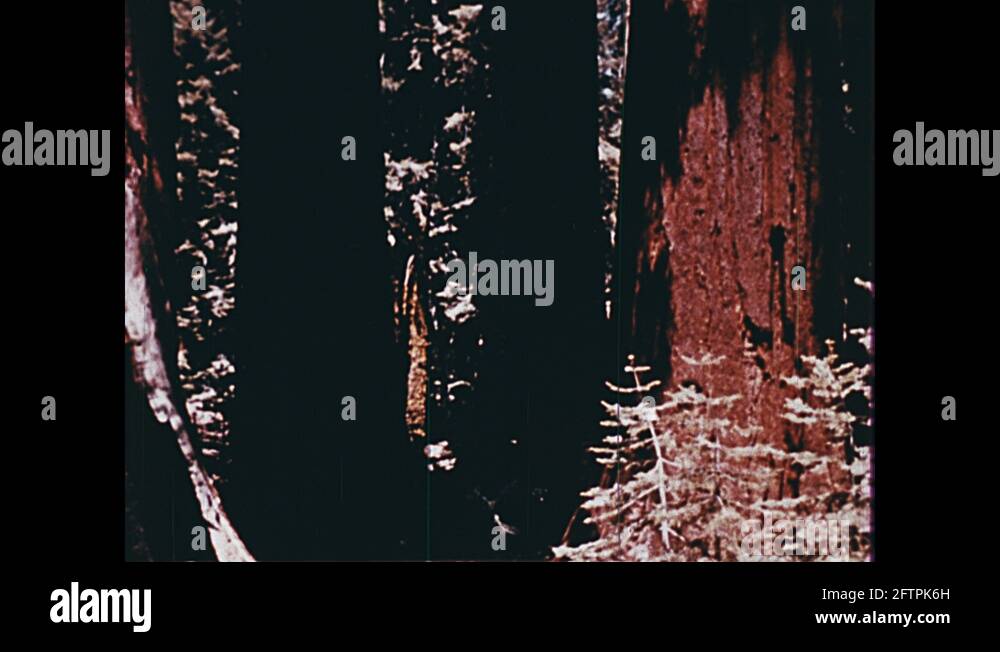 Angry tree cartoon Stock Videos & Footage - HD and 4K Video Clips - Alamy