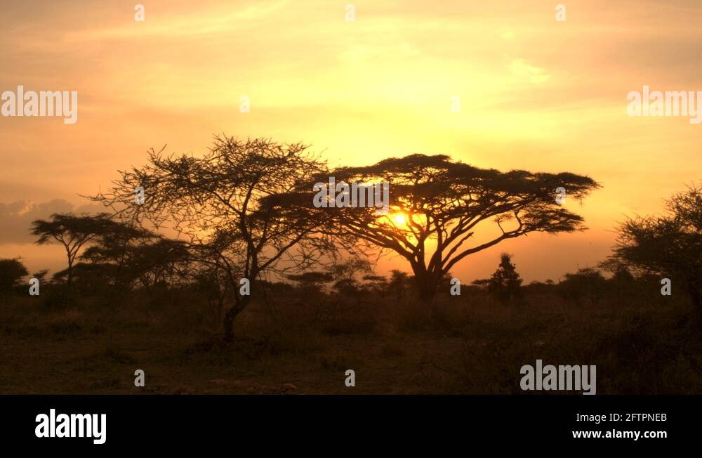 Umbrella-dome shaped acacia tree canopy at dramatic golden light in ...