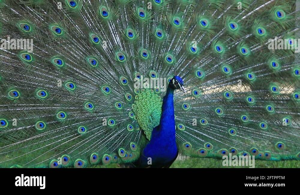 Peacock eye spots Stock Videos & Footage - HD and 4K Video Clips - Alamy