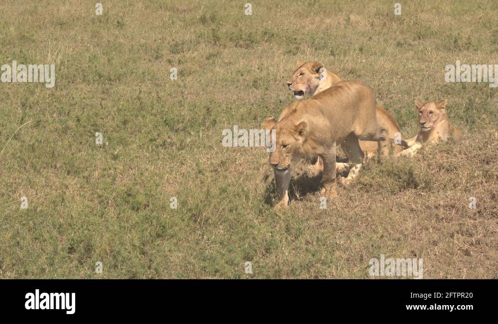 CLOSE UP: Young male lion growing up leaving the group and roaming in ...