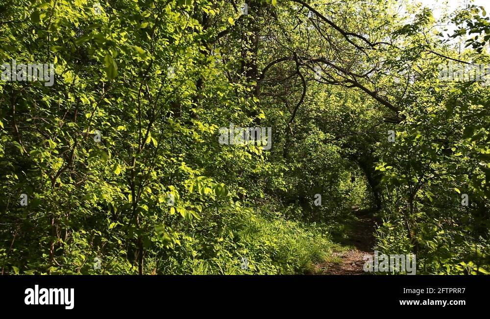 Secret forest path Stock Videos & Footage - HD and 4K Video Clips - Alamy
