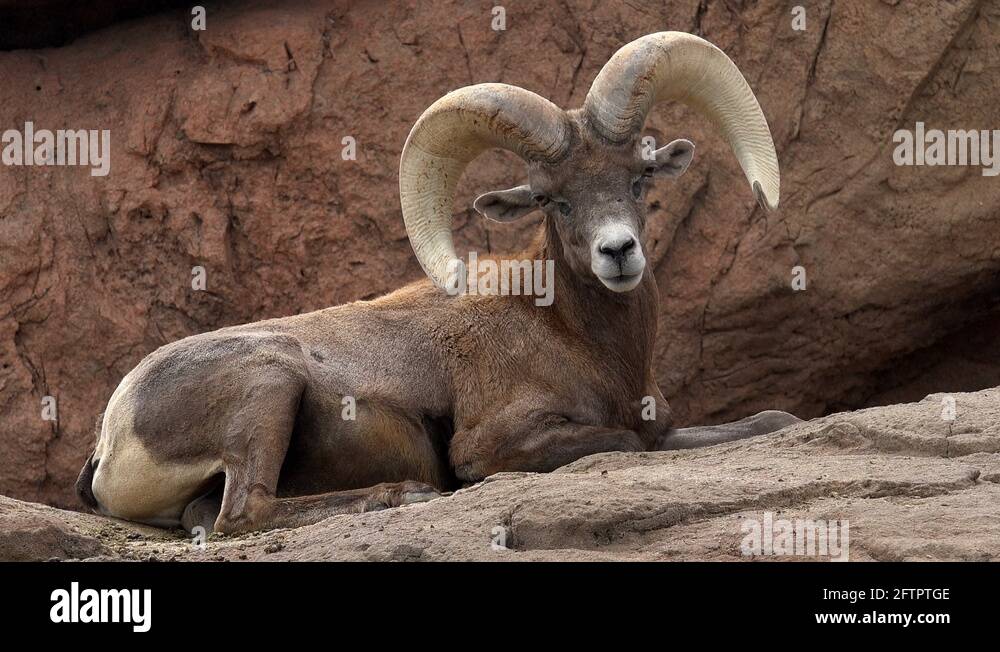 Bighorn ram habitat Stock Videos & Footage - HD and 4K Video Clips - Alamy