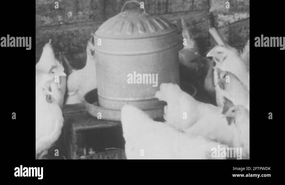 UNITED STATES: 1940s: Chickens drinking from water dispenser in shed ...
