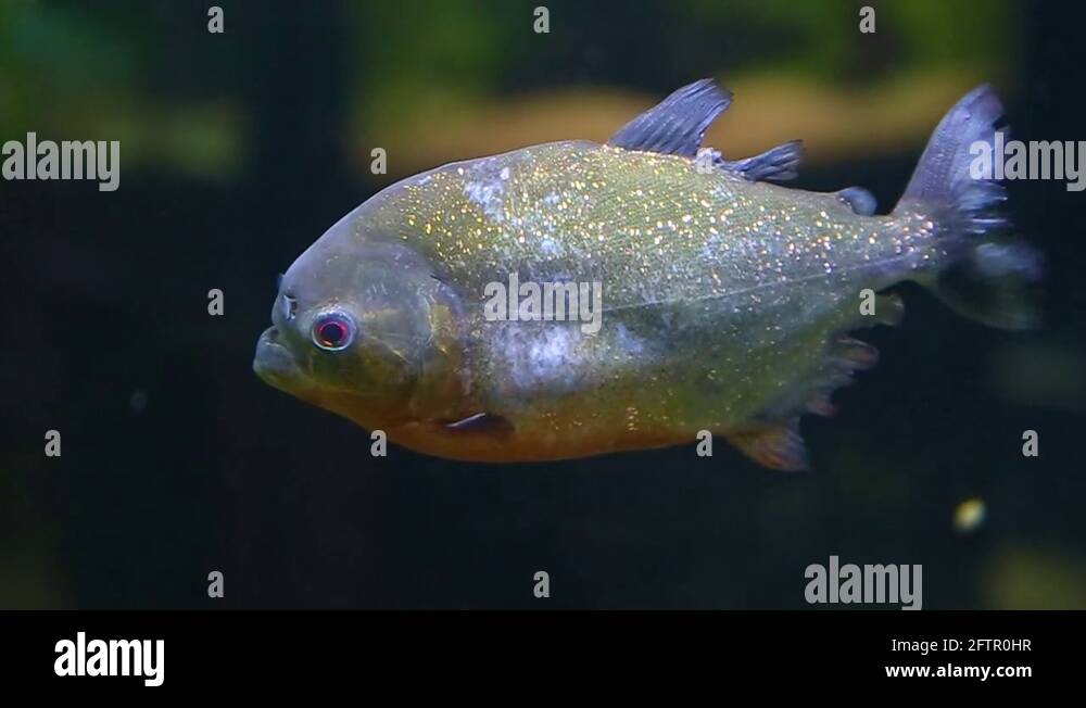 Side profile of fish Stock Videos & Footage - HD and 4K Video Clips - Alamy