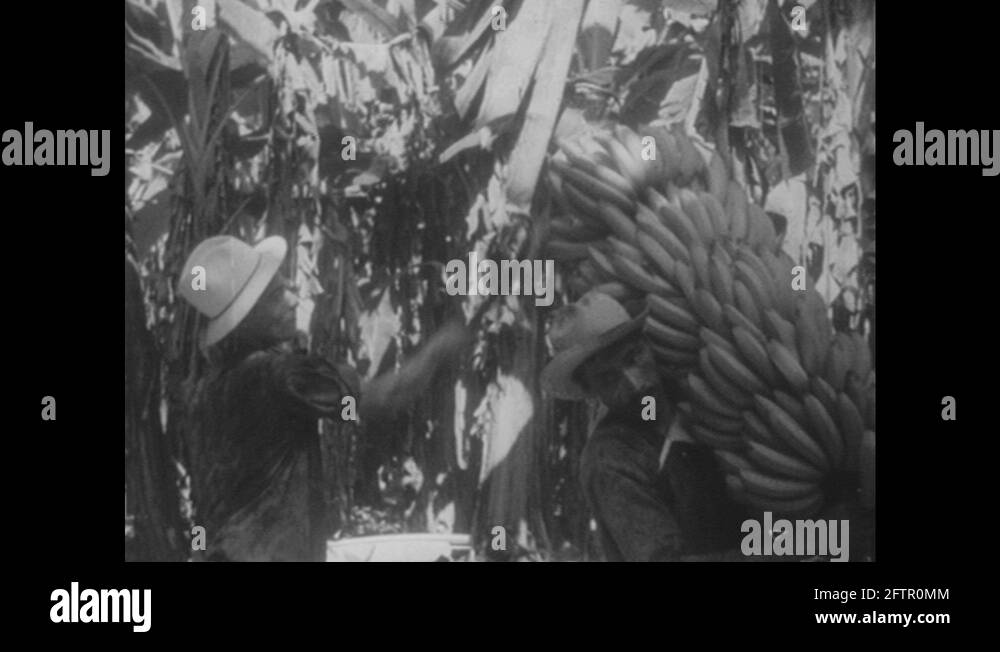 Uses of bananas Stock Videos & Footage - HD and 4K Video Clips - Alamy