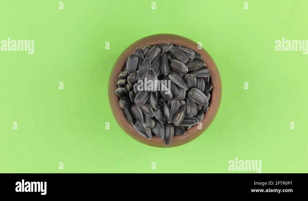 Rotation of the seed of sunflower in a pot isolated on green screen ...