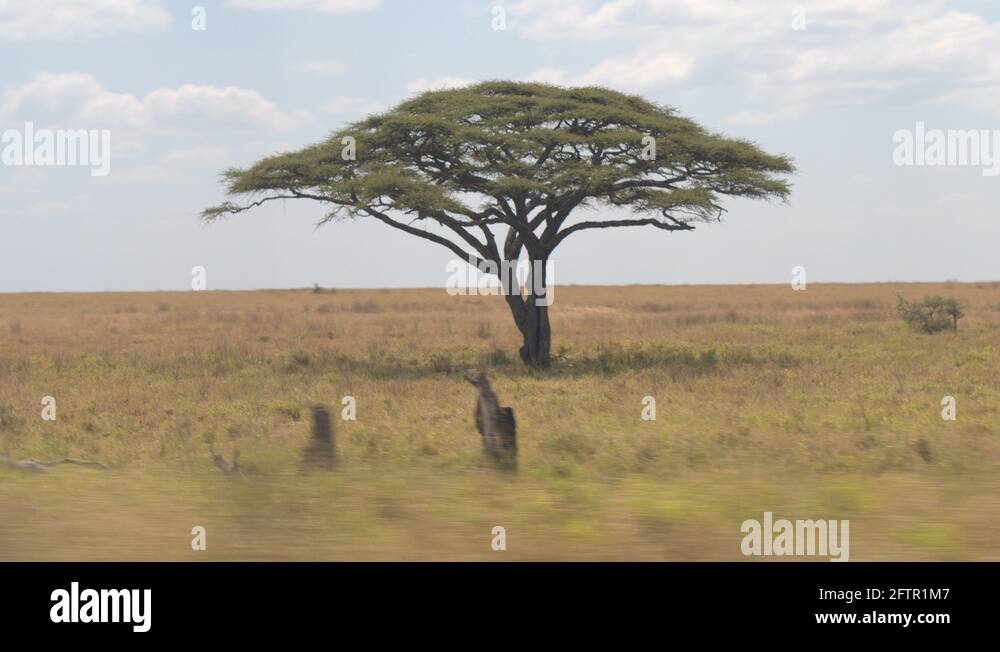 CLOSE UP: Lush acacia tree canopy in the middle of savanna grassland ...