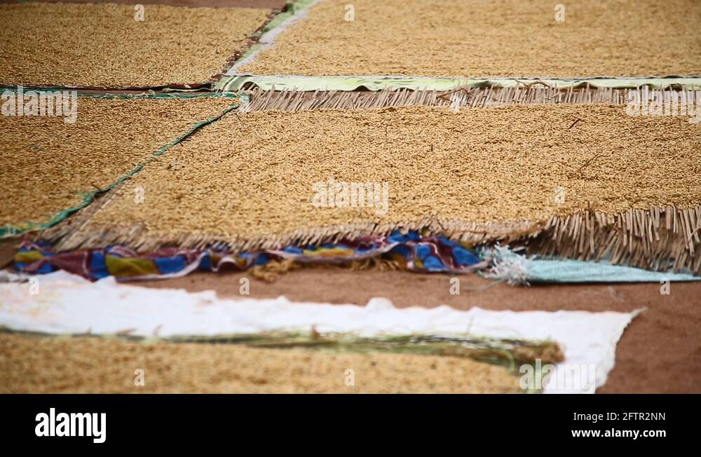 Cultivating rice africa Stock Videos & Footage - HD and 4K Video Clips ...