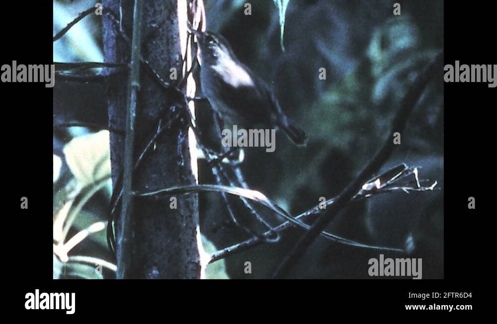 GALAPAGOS: 1950s: long beak finch eats insects in tree. View across ...