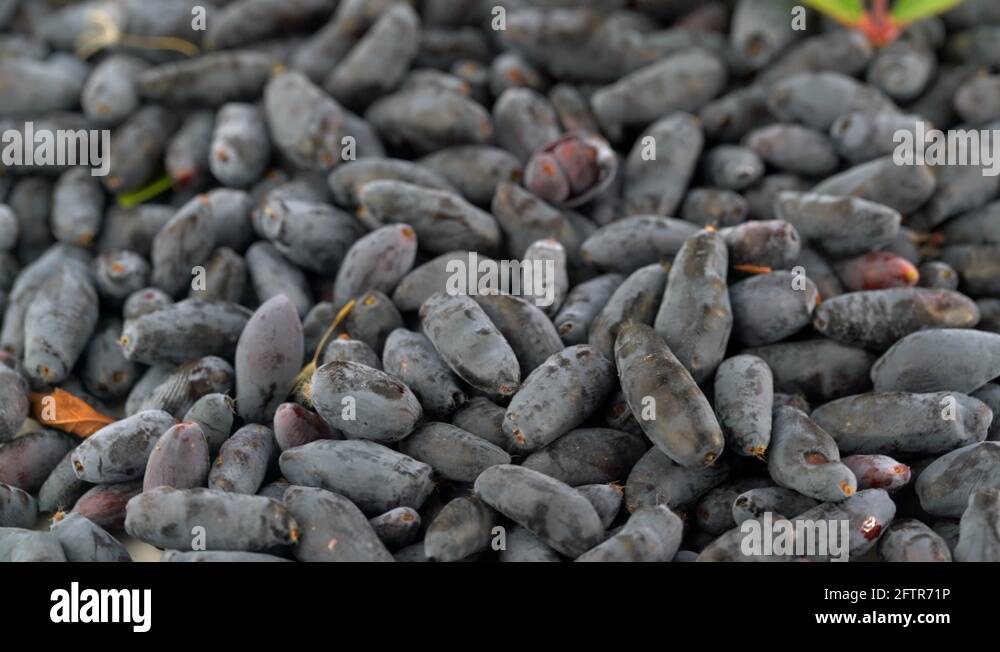 Crane berries Stock Videos & Footage - HD and 4K Video Clips - Alamy