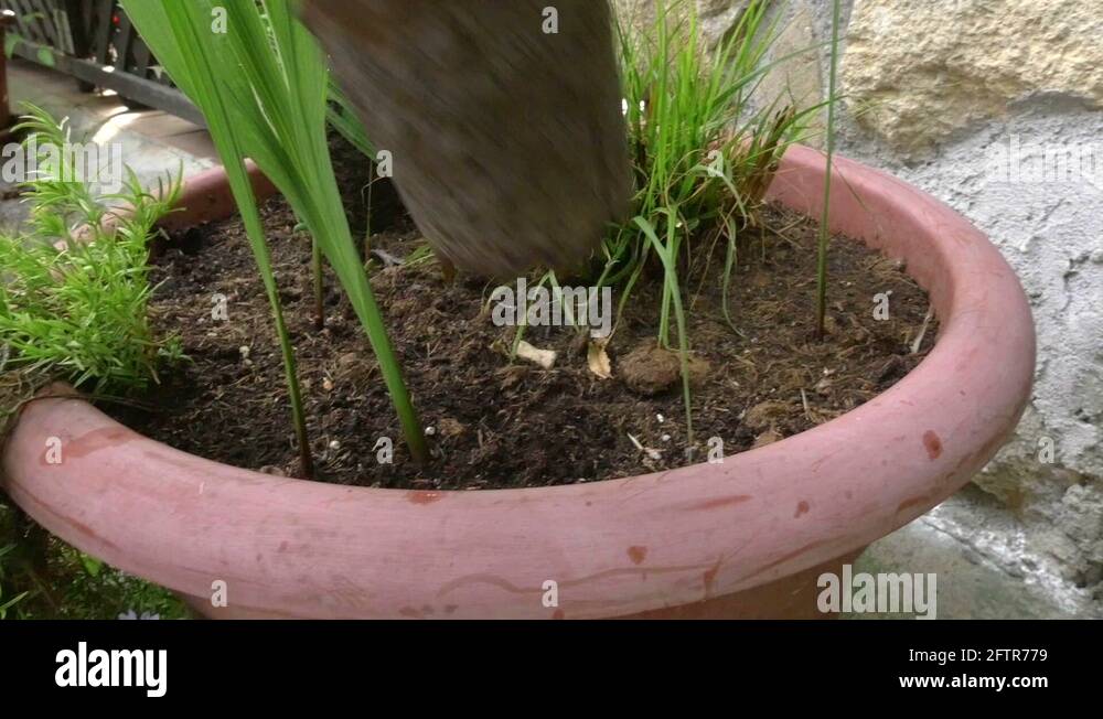 Soil flora Stock Videos & Footage - HD and 4K Video Clips - Alamy