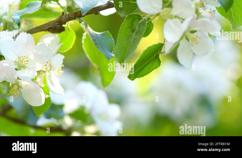 Organic apple tree Stock Videos & Footage - HD and 4K Video Clips - Alamy