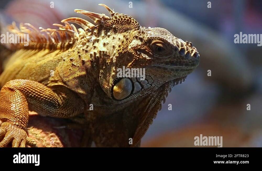 Beautiful iguana Stock Videos & Footage - HD and 4K Video Clips - Alamy