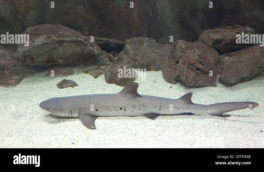 Underwater dive shark salt Stock Videos & Footage - HD and 4K Video ...