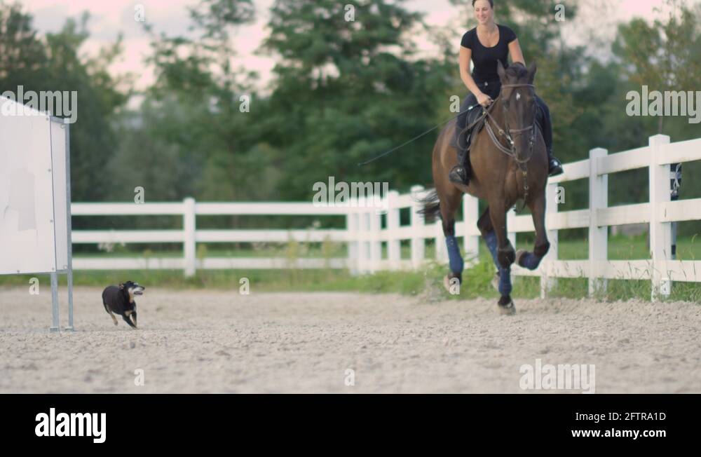 DOF: Small black dog racing with horse and a rider in outdoor riding ...