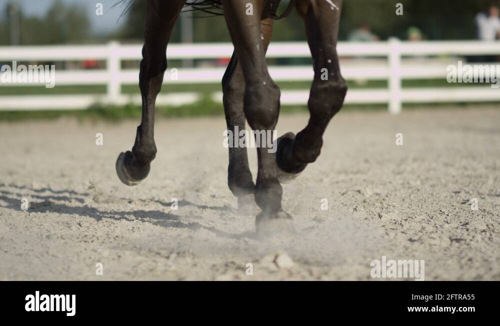 Working trot Stock Videos & Footage - HD and 4K Video Clips - Alamy