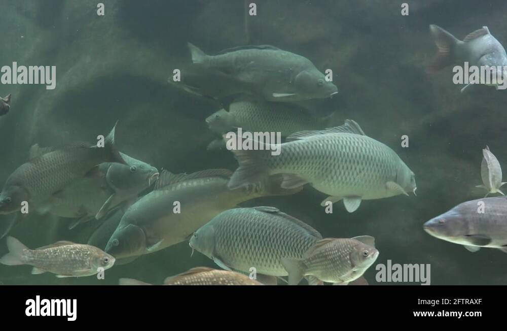 Many fish swimming Stock Videos & Footage - HD and 4K Video Clips - Alamy