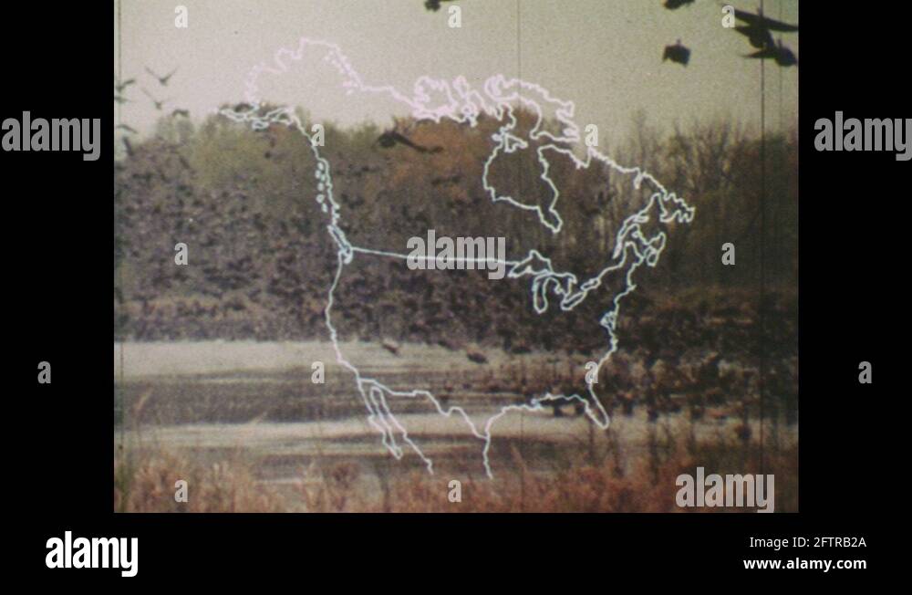 UNITED STATES: 1980s: map shows migration of ducks. Birds in sky ...