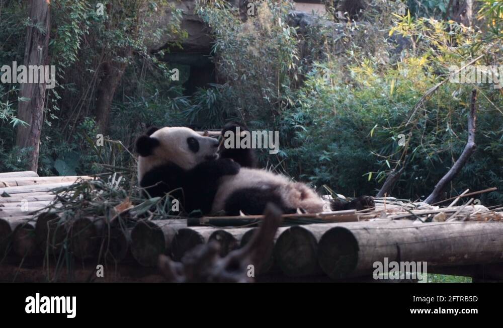 Panda mother and baby Stock Videos & Footage - HD and 4K Video Clips ...