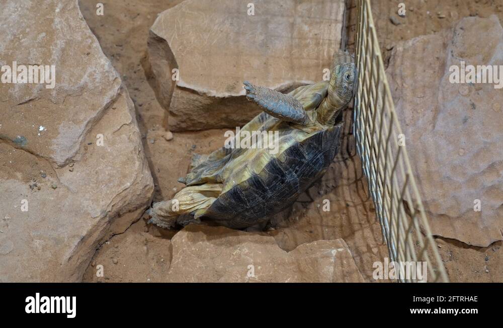 Skeleton of tortoise Stock Videos & Footage - HD and 4K Video Clips - Alamy