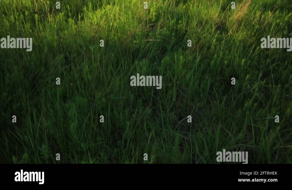 Female ginger hair archer shooting targets with her bow and arrow with ...