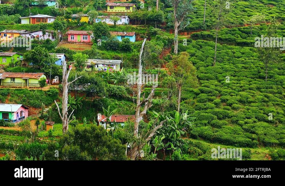 Tea village houses Stock Videos & Footage - HD and 4K Video Clips - Alamy
