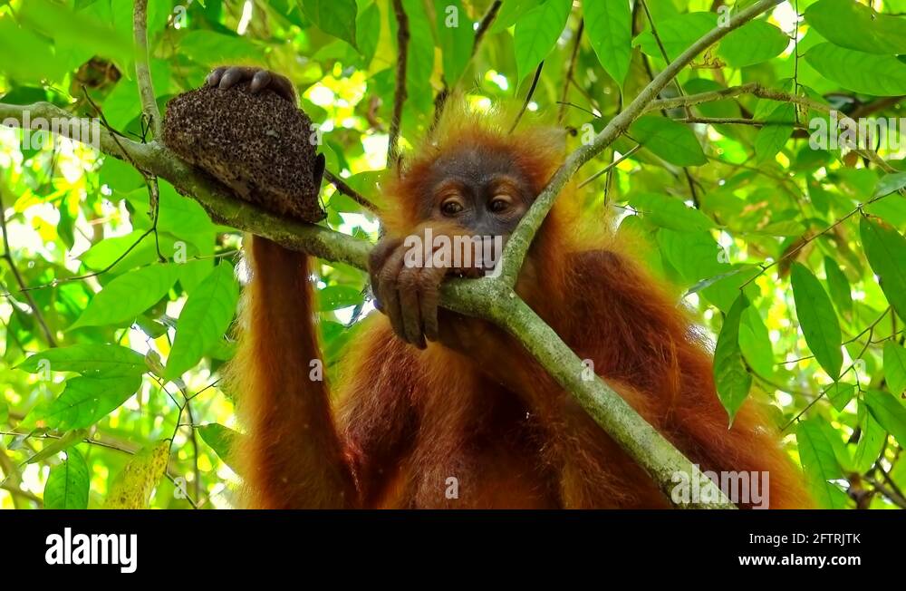 Monkey hunting insects Stock Videos & Footage - HD and 4K Video Clips ...