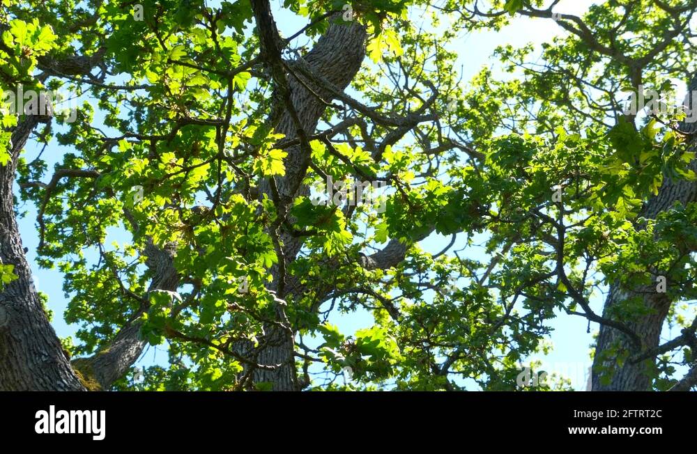 4K Oak Tree Leaves, Green Tree Foliage and Branches and Blue Sky Stock ...
