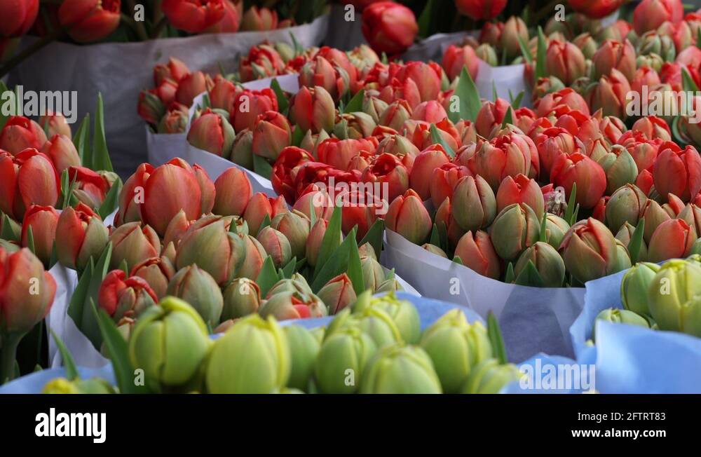 European flower Stock Videos & Footage - HD and 4K Video Clips - Alamy