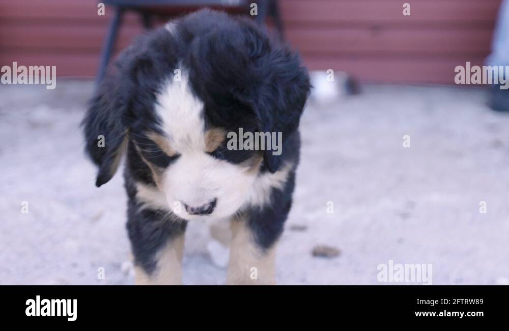 Bashful dog Stock Videos & Footage - HD and 4K Video Clips - Alamy