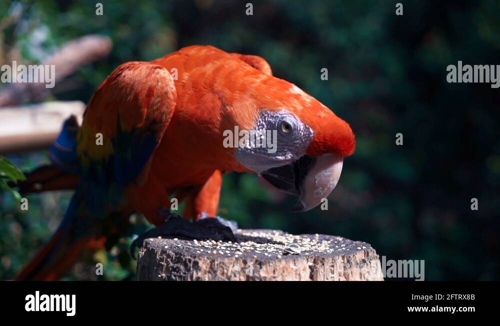 Scarlet macaws parrot Stock Videos & Footage - HD and 4K Video Clips ...