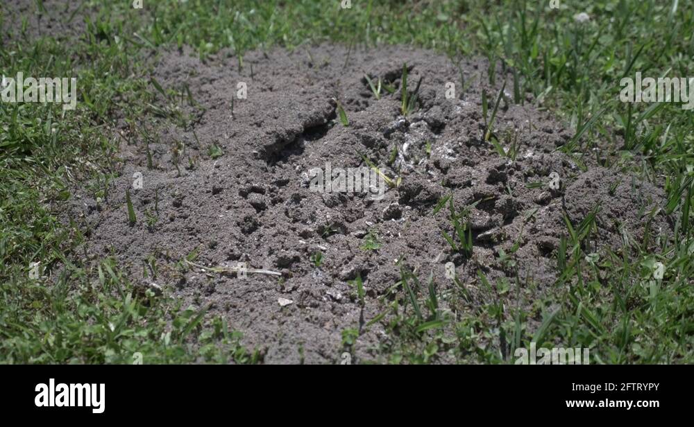 Fire Ant Hill is Disturbed Stock Video Footage - Alamy