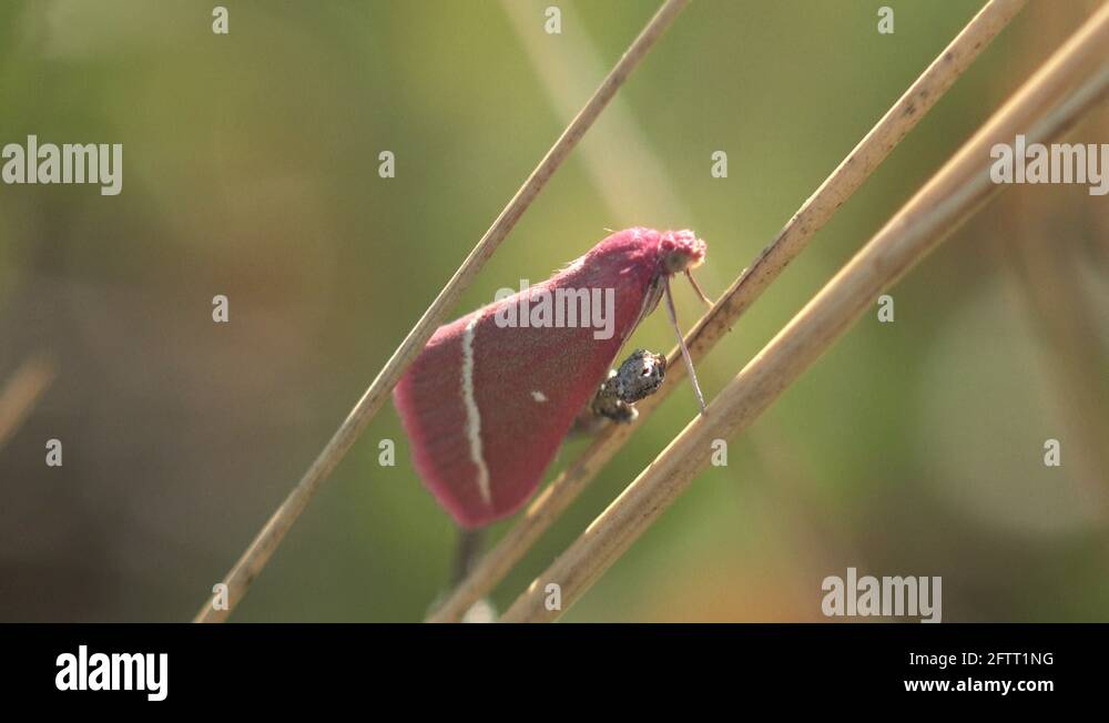 Species of moths Stock Videos & Footage - HD and 4K Video Clips - Alamy
