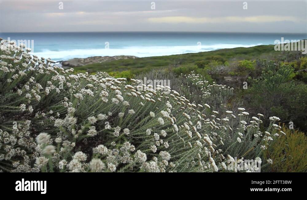 Fynbos biome Stock Videos & Footage - HD and 4K Video Clips - Alamy