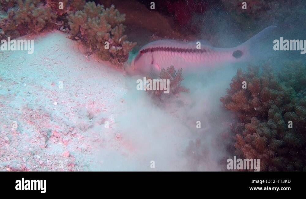 Unique beautiful fish search of food underwater on clear seabed of ...