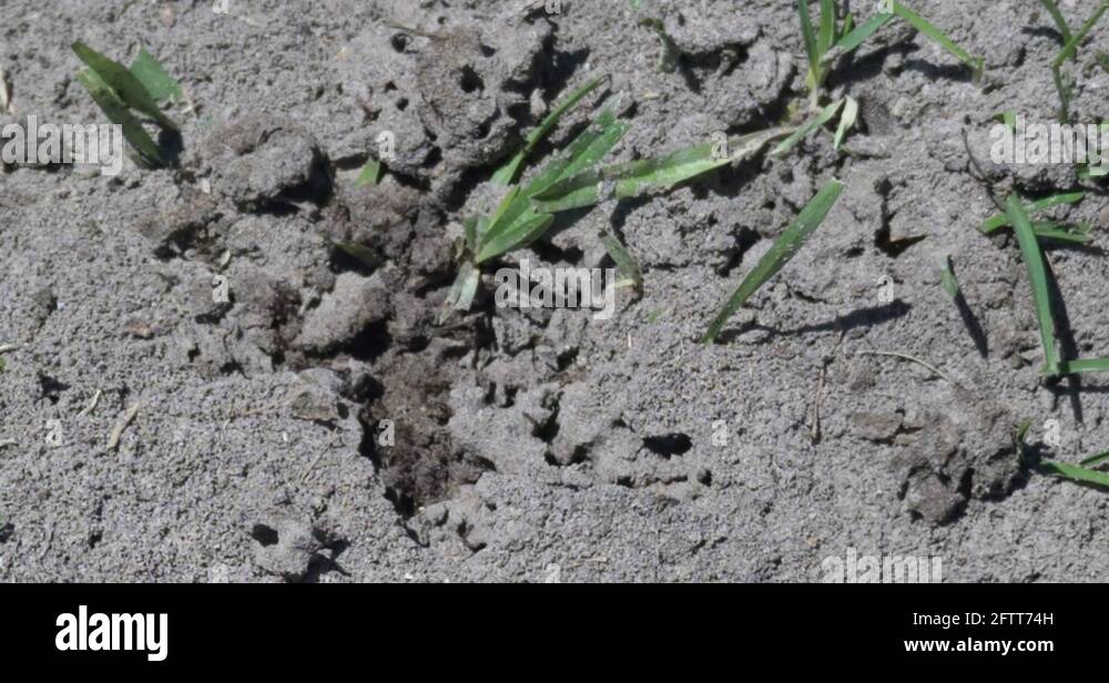 Sand ant hill Stock Videos & Footage - HD and 4K Video Clips - Alamy