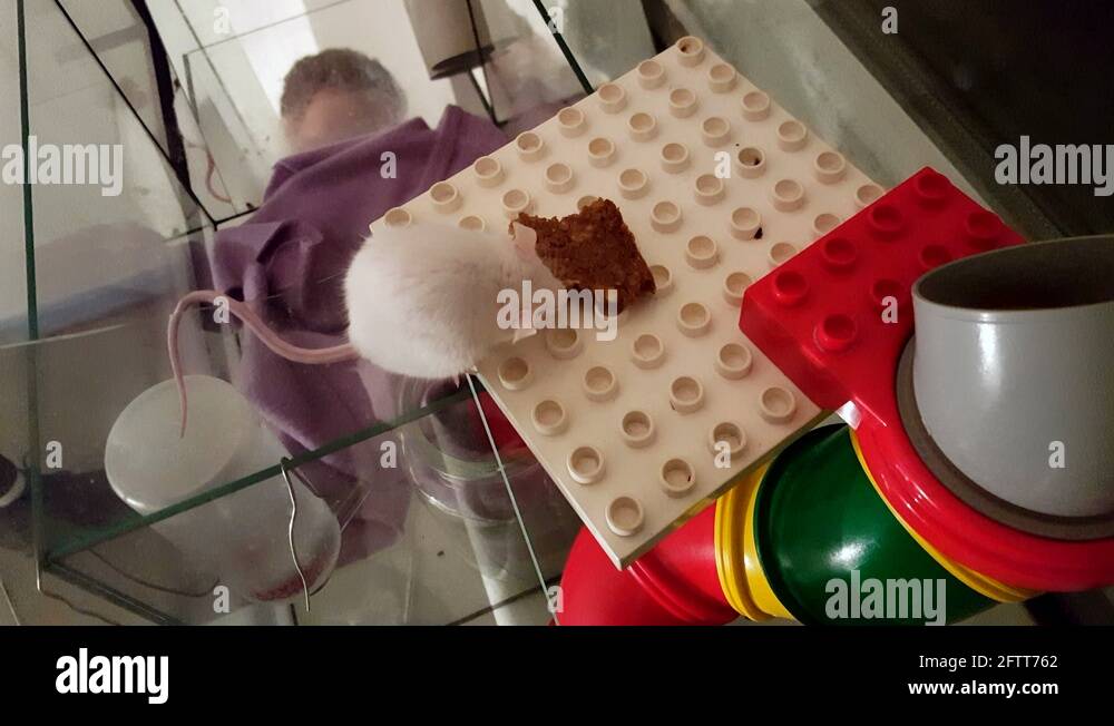 Mouse eats bread Stock Videos & Footage - HD and 4K Video Clips - Alamy