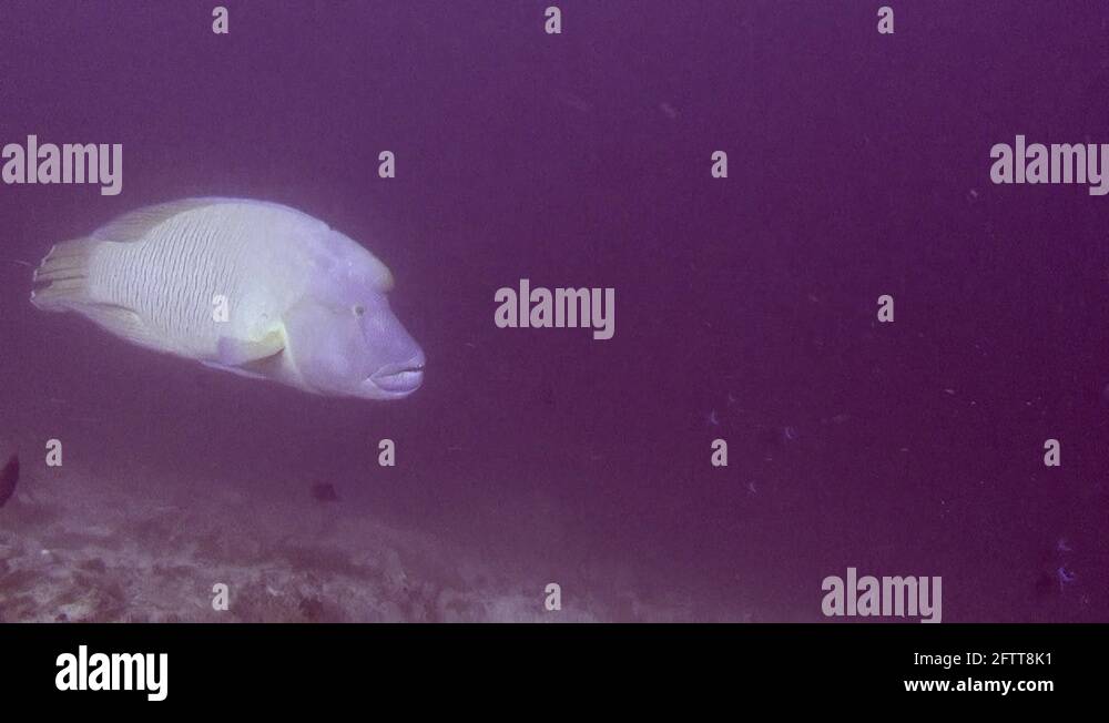 Napoleon fish on background of clear seabed underwater of Maldives ...