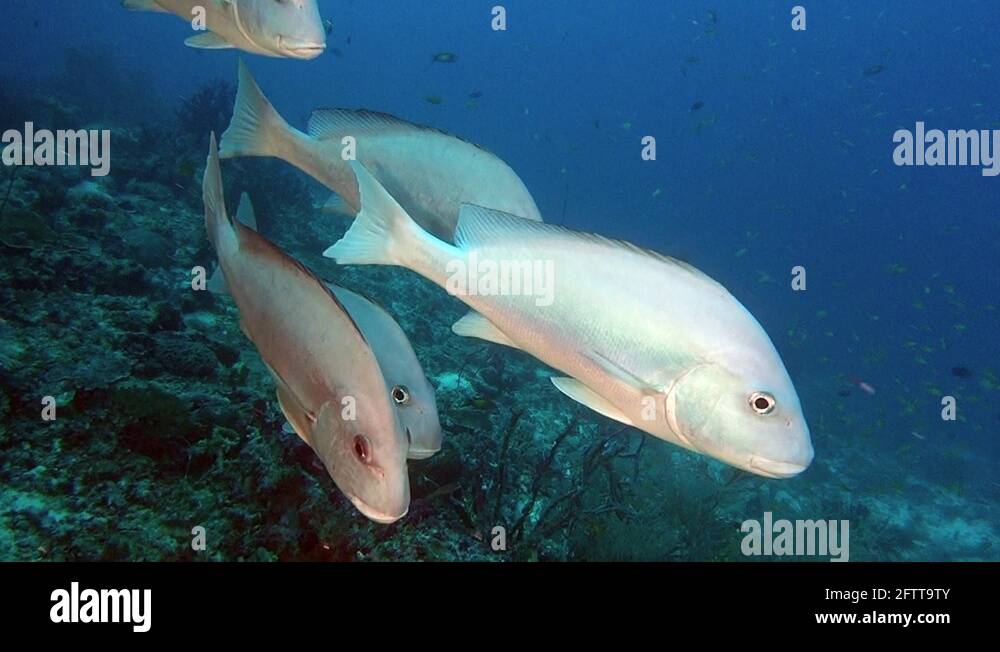 Species of underwater marine fish family Stock Videos & Footage - HD ...