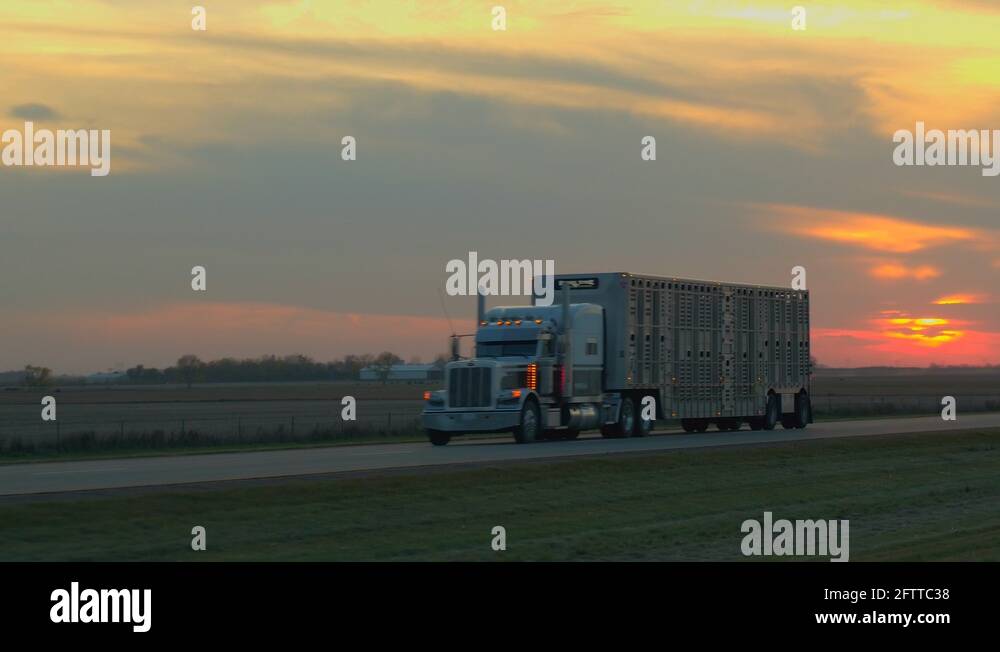 FPV: Semi truck transporting animals in freight livestock container at ...