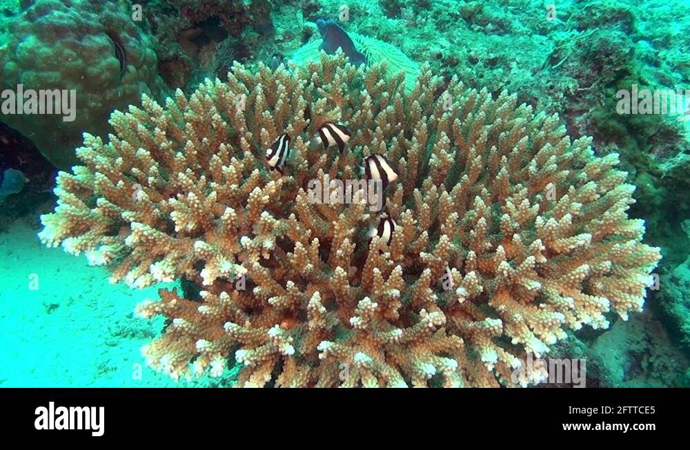 Striped fish in search of food underwater in sea of Maldives Stock ...