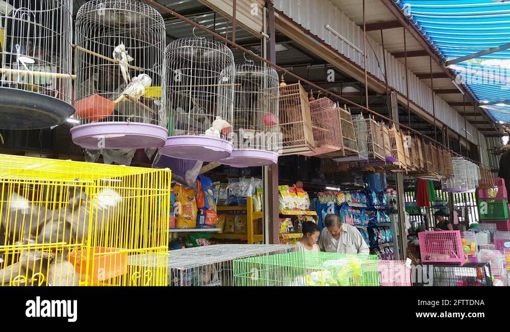 Cages birds Stock Videos & Footage - HD and 4K Video Clips - Alamy
