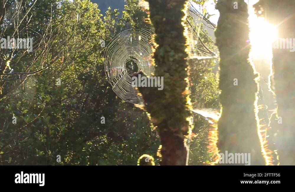 Hanging between trees Stock Videos & Footage - HD and 4K Video Clips ...