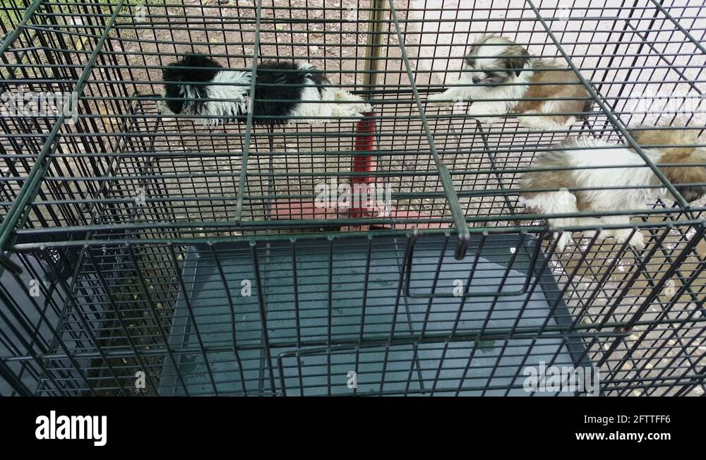 Caged dogs Stock Videos & Footage - HD and 4K Video Clips - Alamy