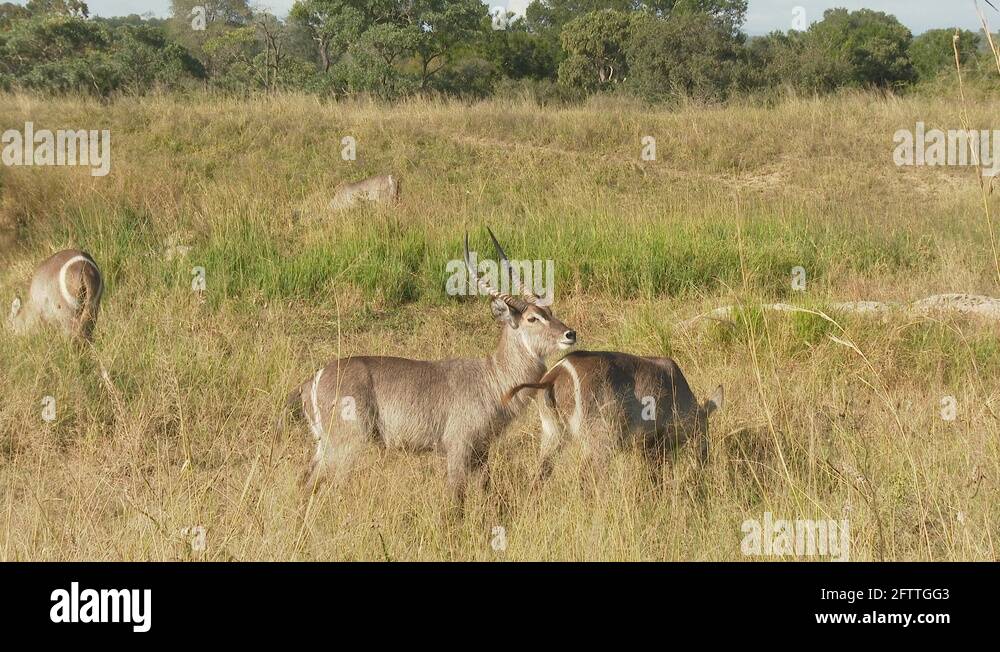 Kobus white Stock Videos & Footage - HD and 4K Video Clips - Alamy