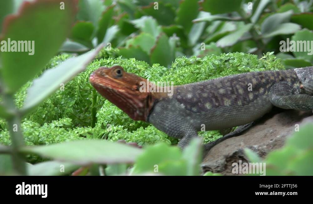 Red headed lizard Stock Videos & Footage - HD and 4K Video Clips - Alamy