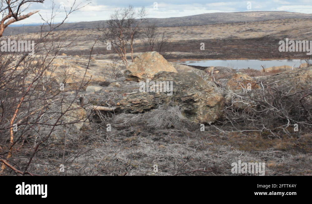 Tundra soil Stock Videos & Footage - HD and 4K Video Clips - Alamy