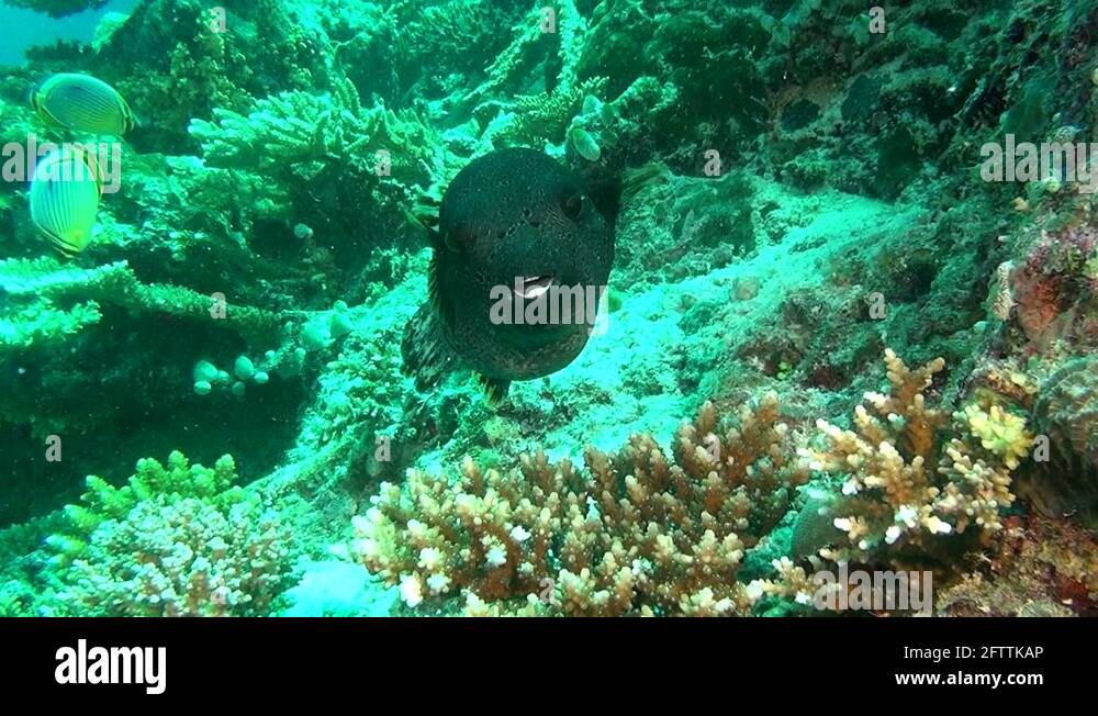 Unique spotted box puffer fish on clear clean seabed underwater of ...