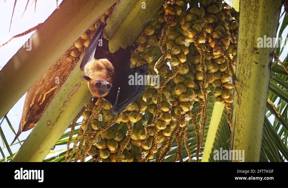 Wild Flying Fox Hanging from Palm Tree in the Maldives Stock Video ...